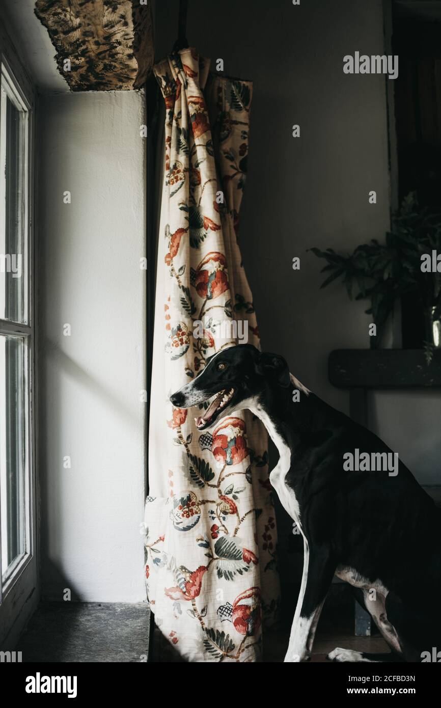 Adorable Spanish greyhounds looking through window while sitting behind ...