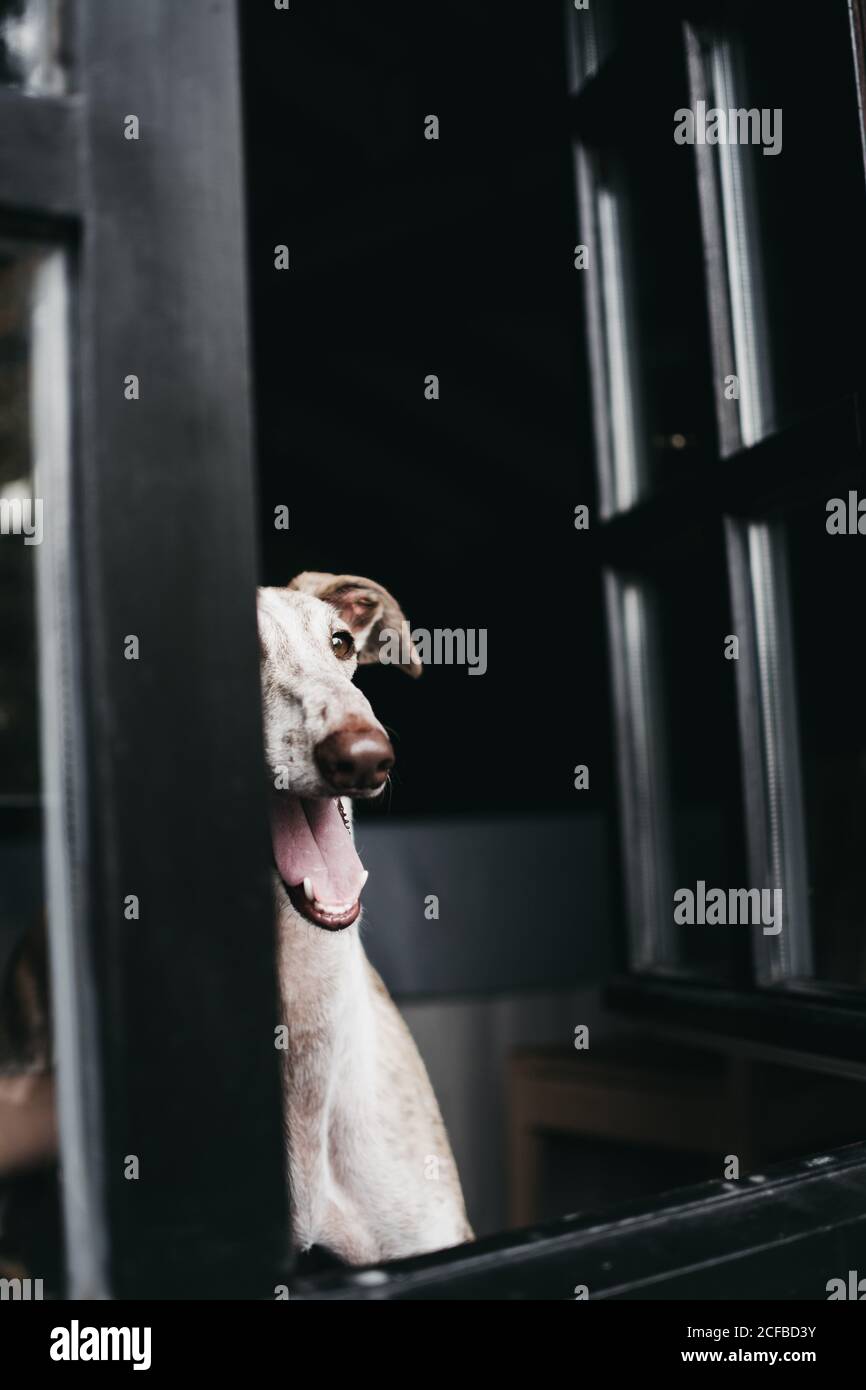 Adorable Spanish greyhounds looking through window while sitting behind ...
