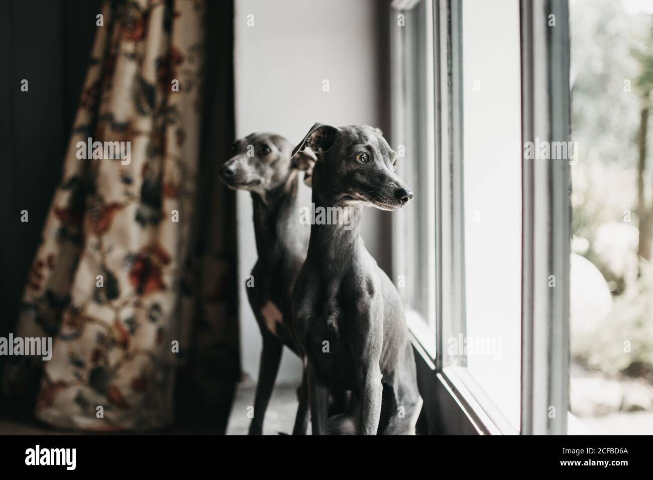 Adorable Spanish greyhounds looking through window while sitting behind ...