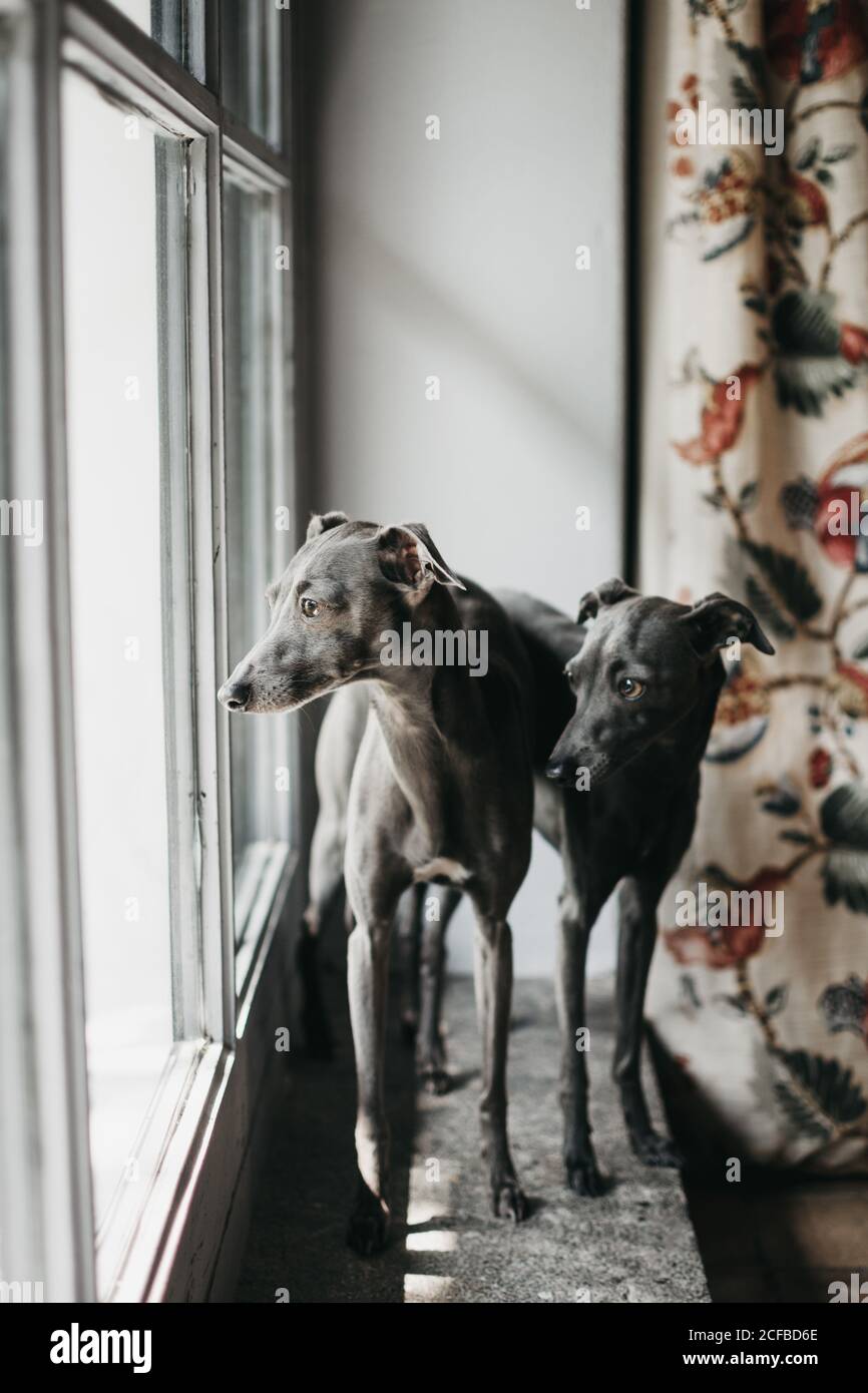 Adorable Spanish greyhounds looking through window while sitting behind ...