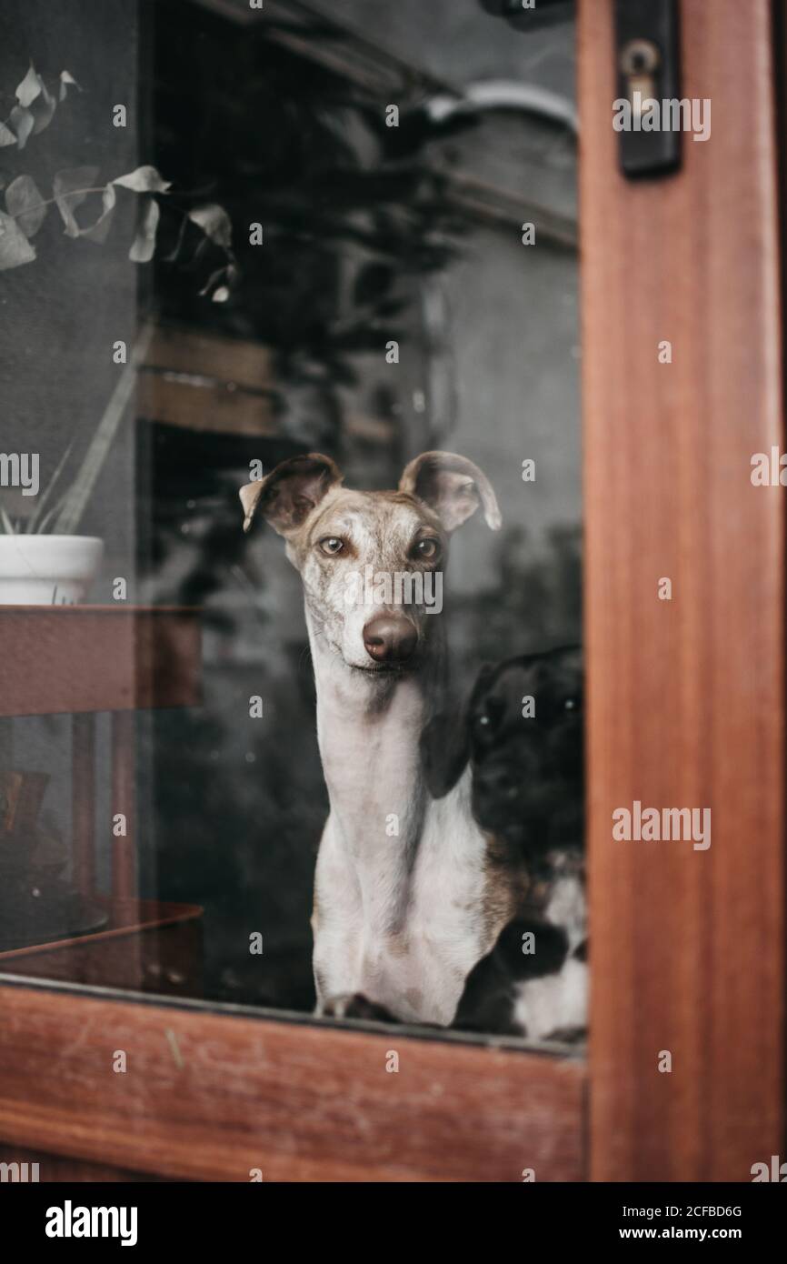 Dog staring window hi-res stock photography and images - Alamy