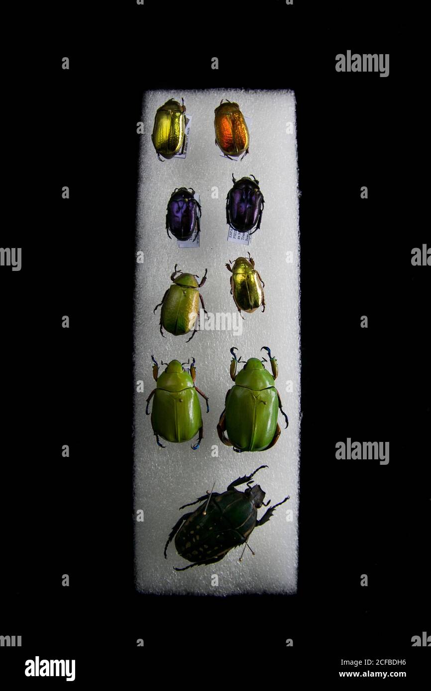 Insects museum costa rica hi-res stock photography and images - Alamy