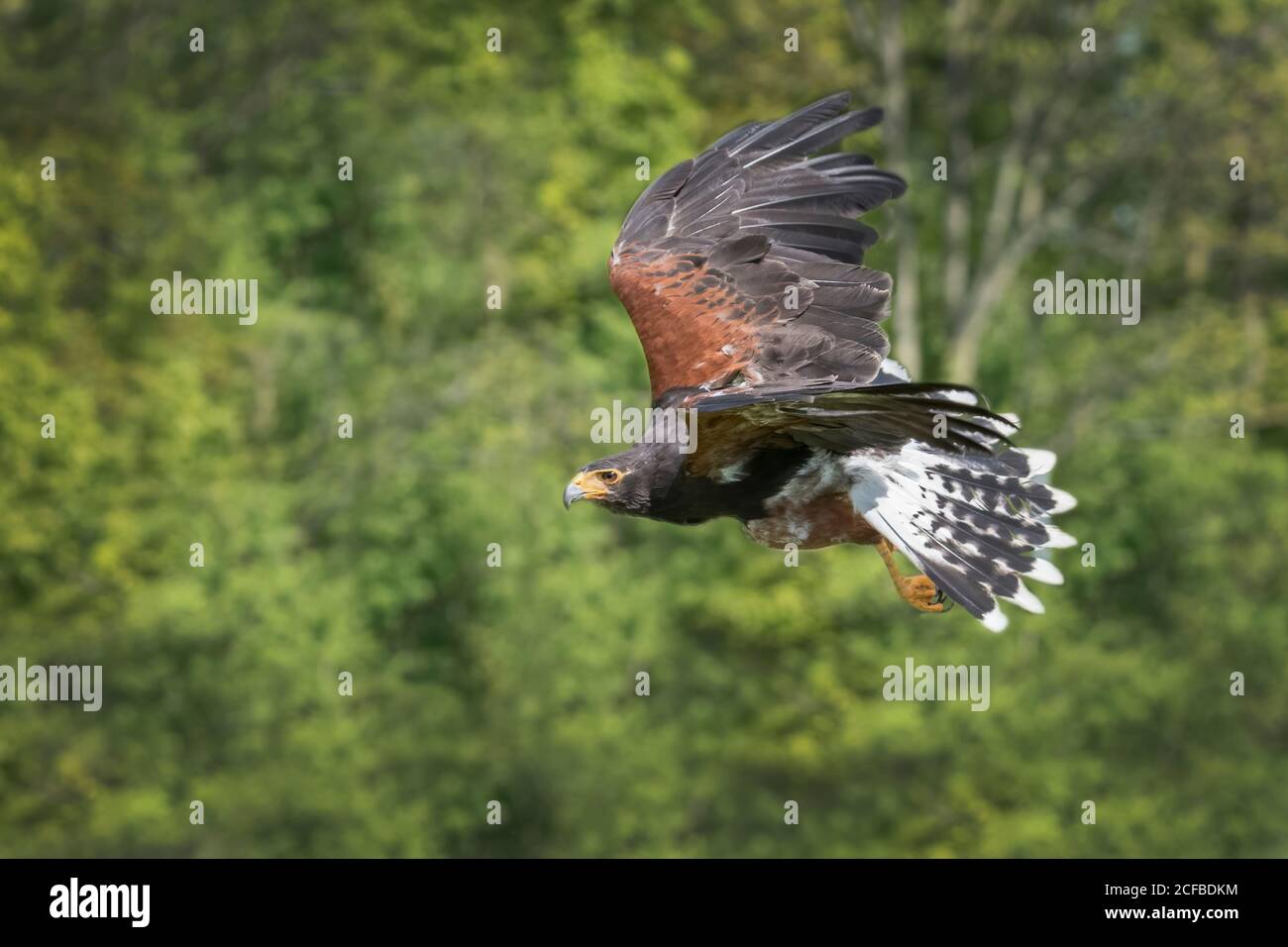 Bird of prey Harris Hawk previously known as bay-winged hawk or dusky ...