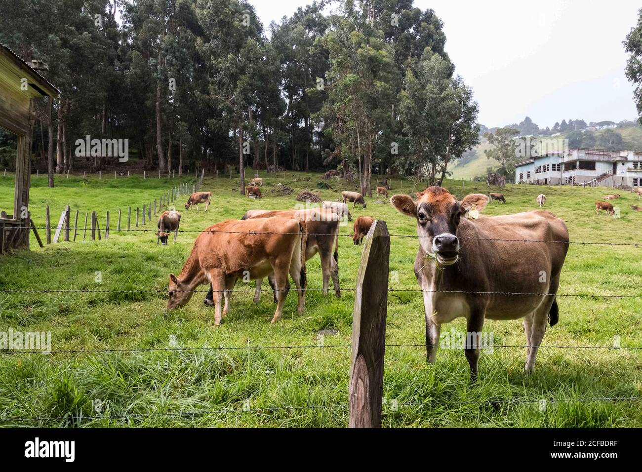 American brahman cow cattle grazing hi-res stock photography and images ...