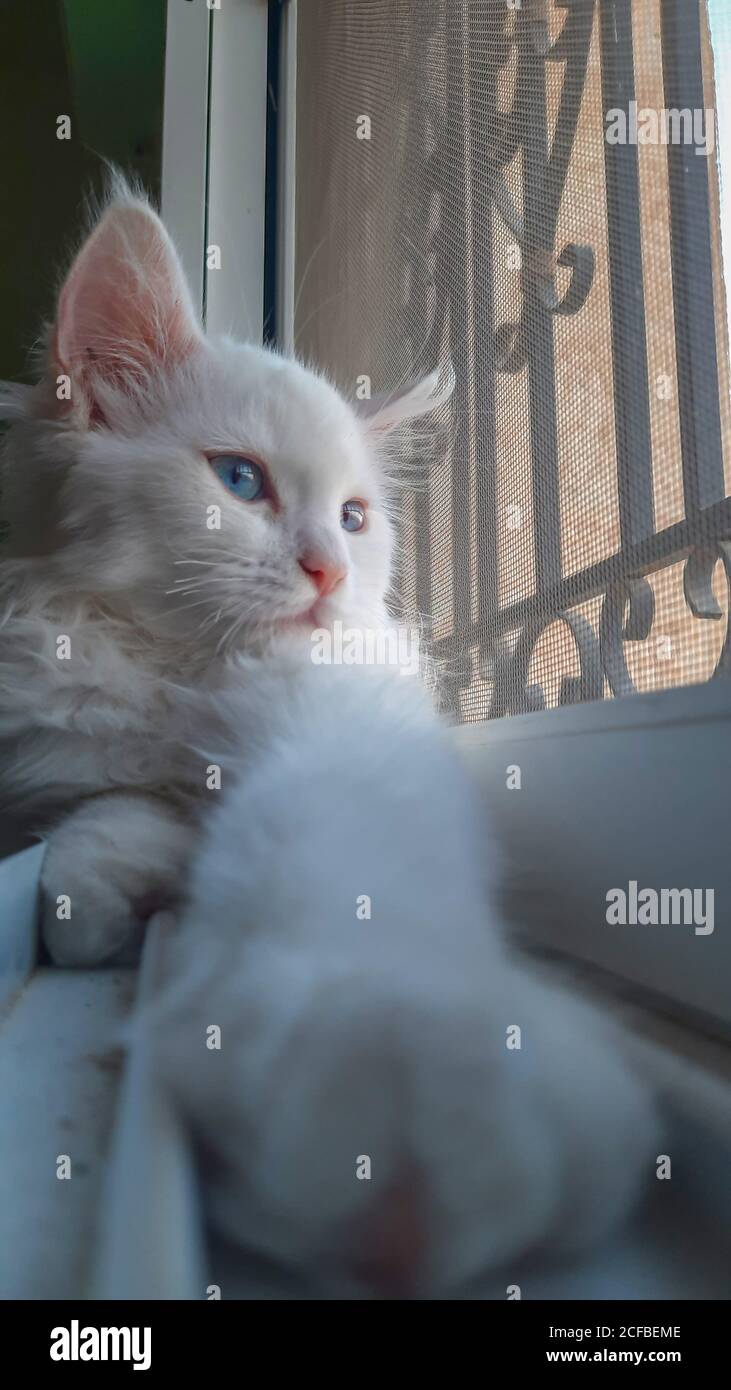 a beautiful white small cat is sitting on the window Stock Photo - Alamy