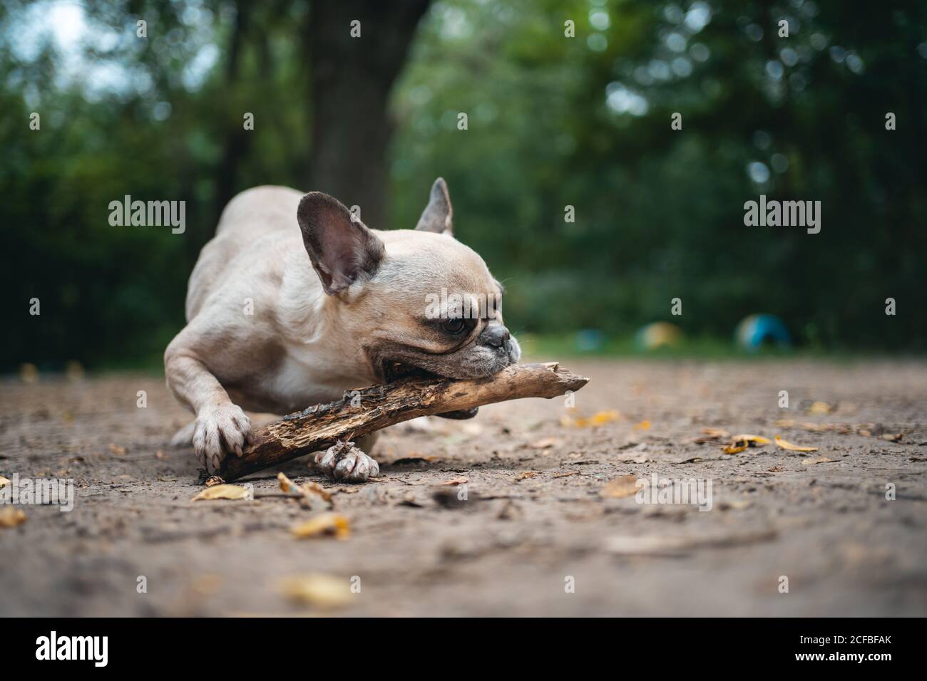 Dog running stick in park hi-res stock photography and images - Alamy