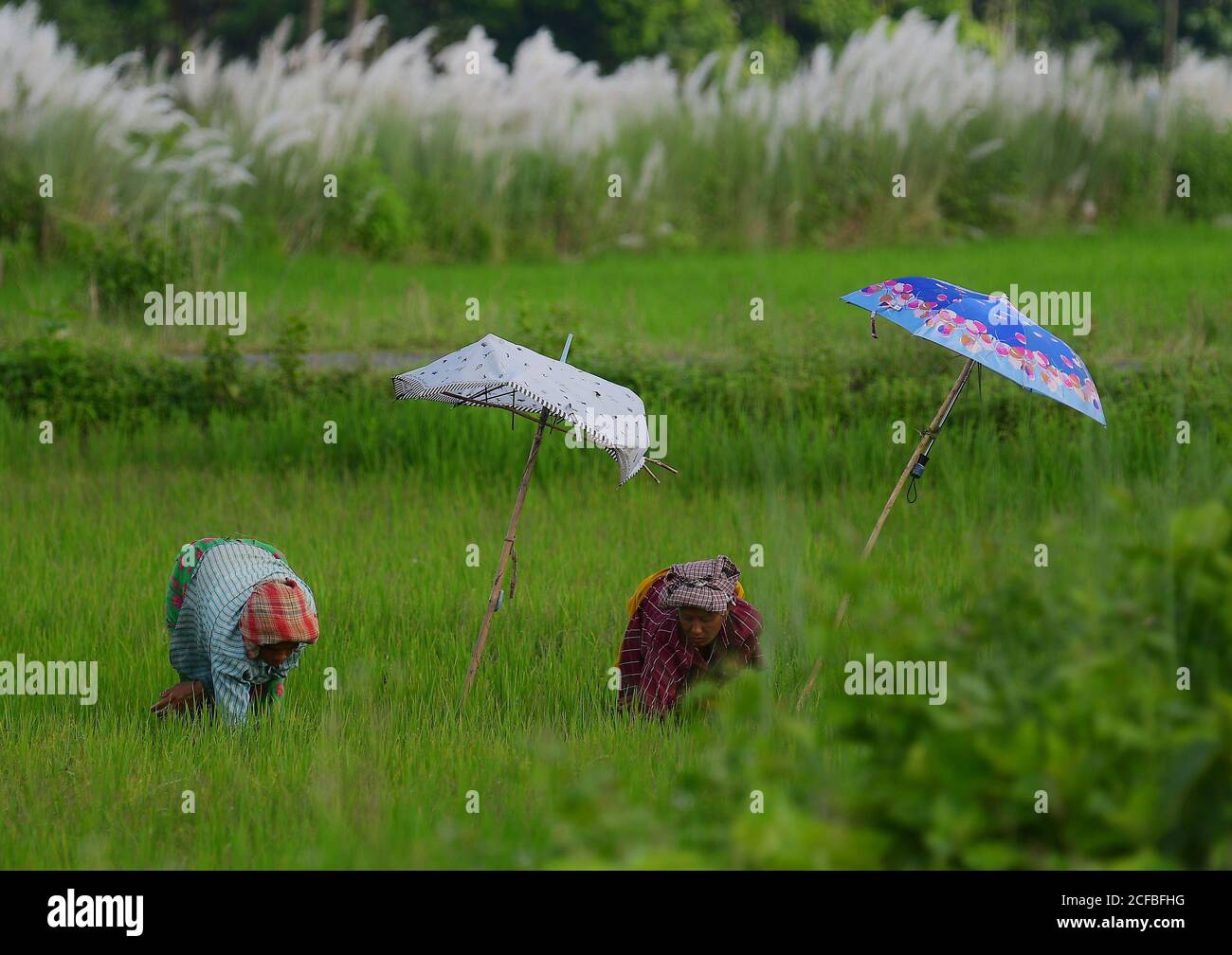 Tribal farmers are working in hot scotching sun using umbrellas, in the ...
