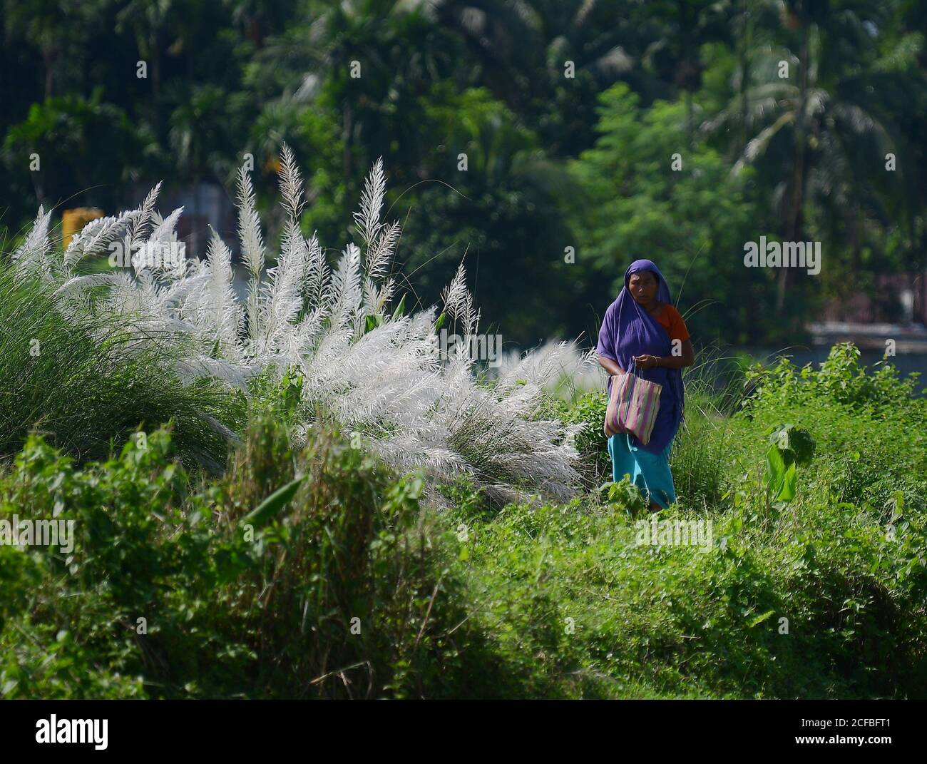 A woman walking on a road surrounded by sugar cane grass. Locally ...