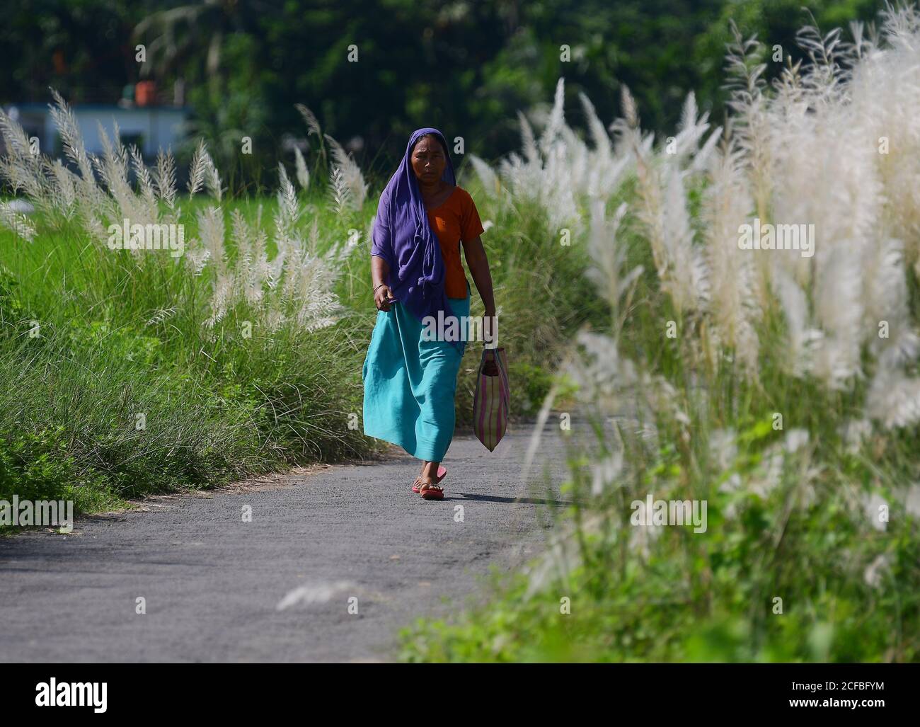 A woman walking on a road surrounded by sugar cane grass. Locally ...