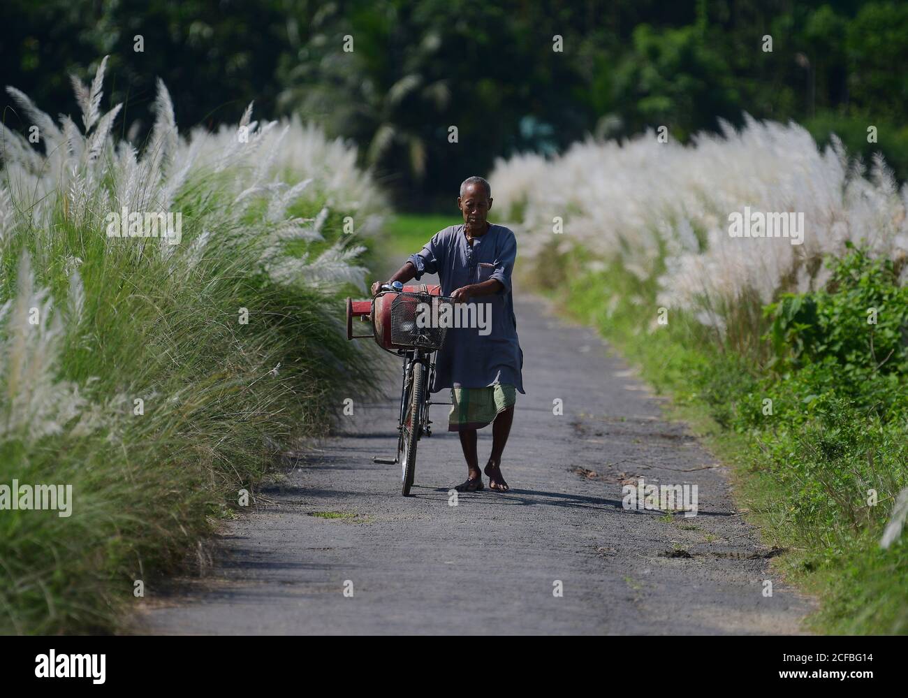 A man with a bicycle surrounded by sugar cane grass. Locally called ...