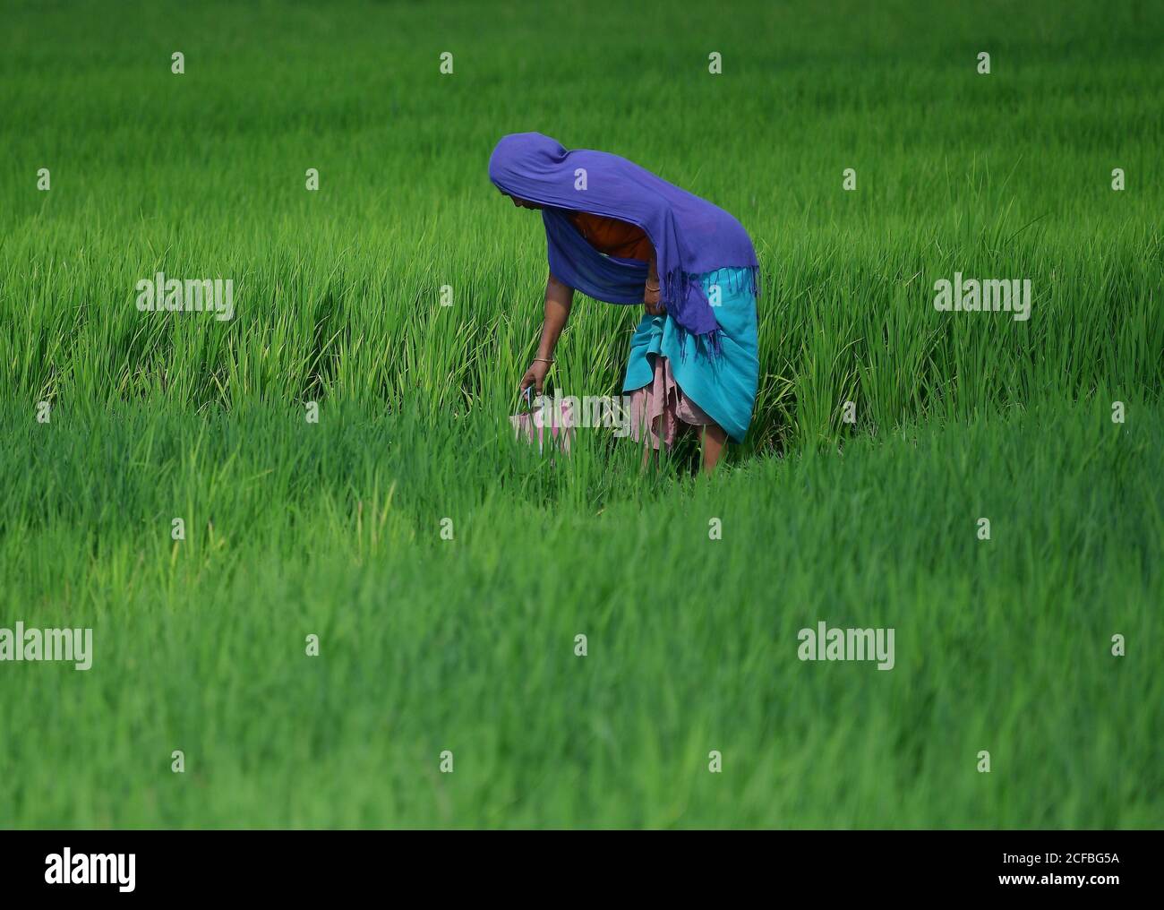 Tribal farmers are working in hot scotching sun using umbrellas, in the ...