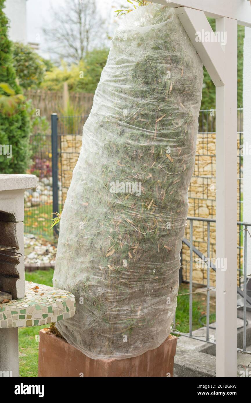 Bamboo in garden pot winter hi-res stock photography and images - Alamy