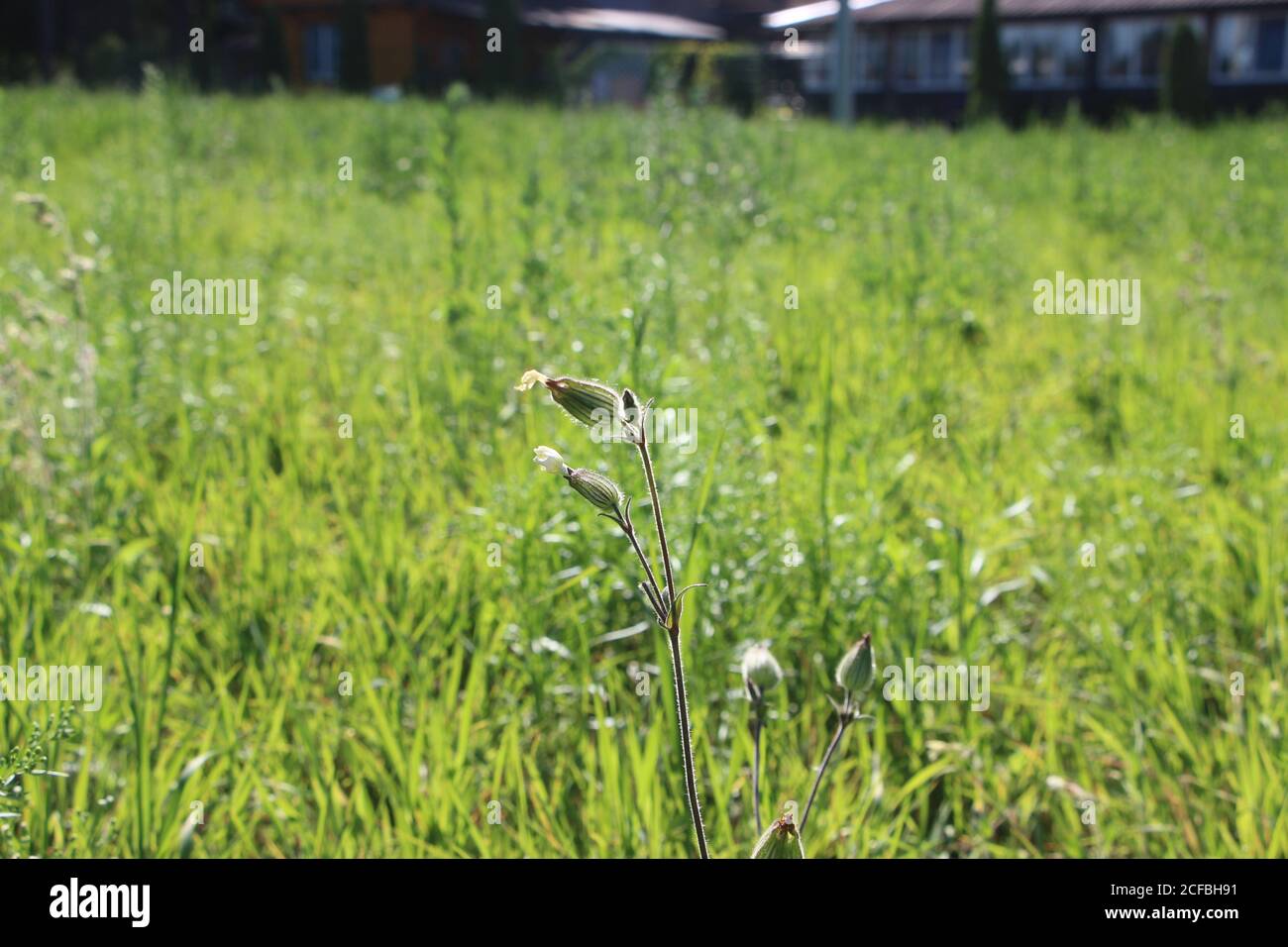 Background texture fake grass in hi-res stock photography and images ...