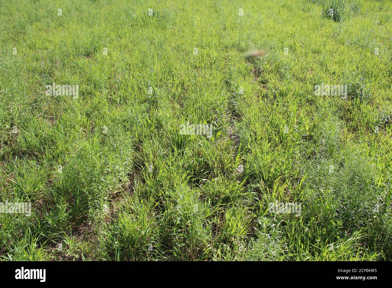 Midday sunny hi-res stock photography and images - Alamy