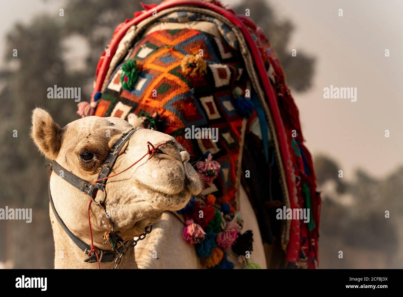A camel stands hi-res stock photography and images - Alamy