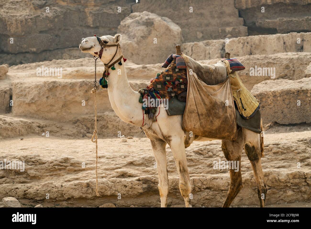 A camel standing tied up next to a pyramid in Giza Stock Photo - Alamy
