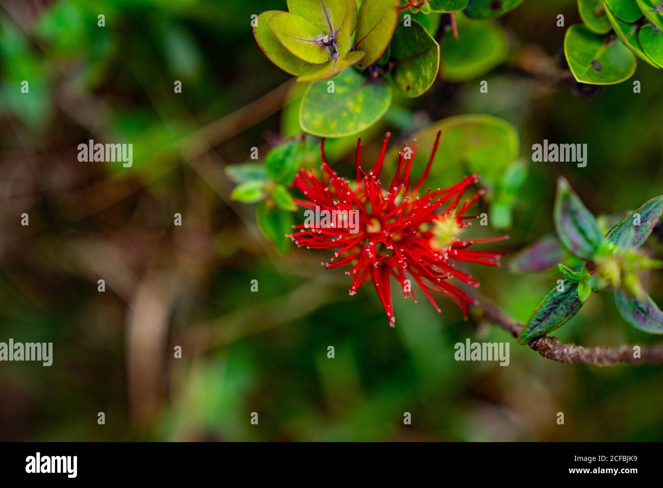 Wild flowers of hawaii hi-res stock photography and images - Alamy