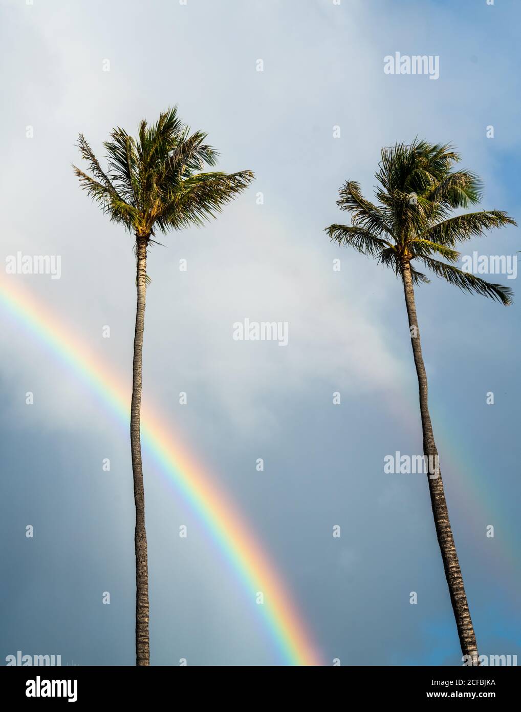 palm trees and rainbow in hawaii Stock Photo - Alamy