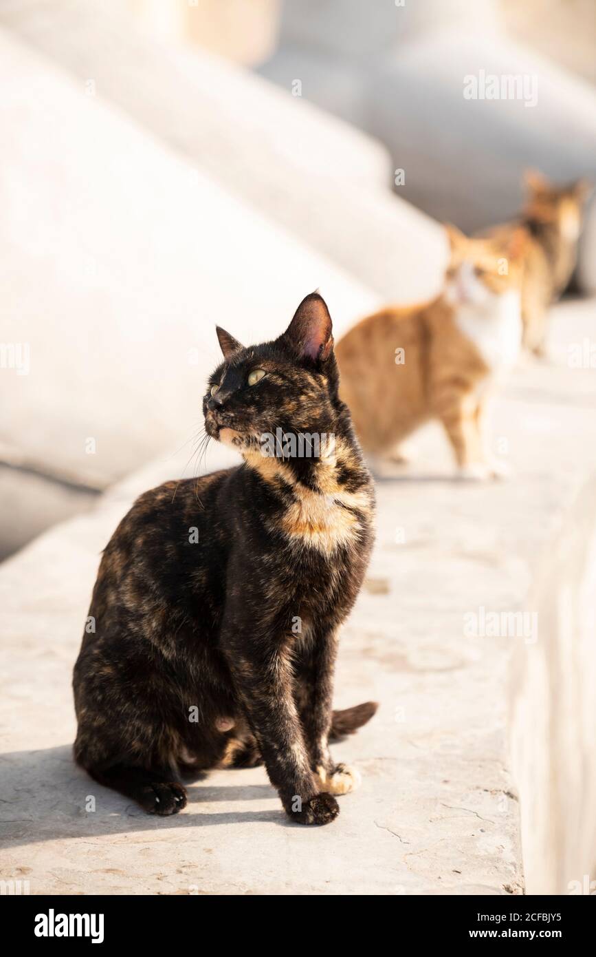 A row of cats looking behind them Stock Photo - Alamy