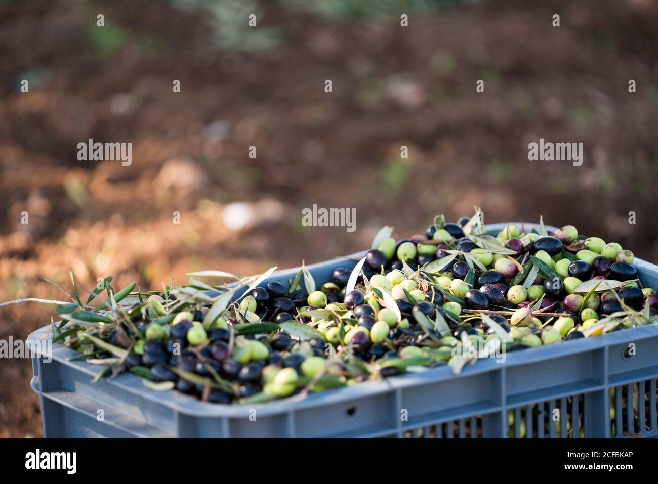 Olive bin hi-res stock photography and images - Alamy