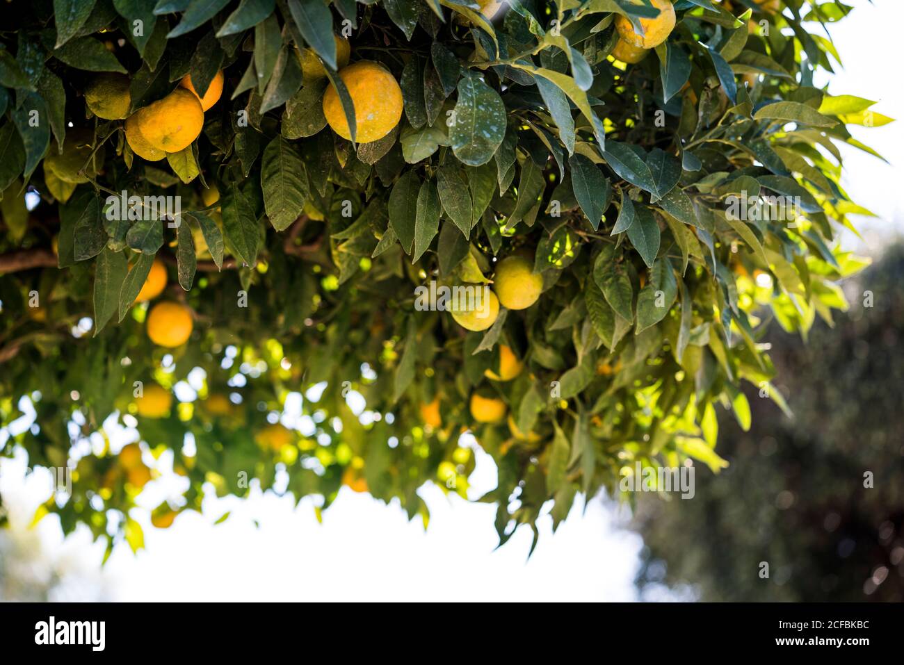 Lemon tree covered in lemons Stock Photo - Alamy