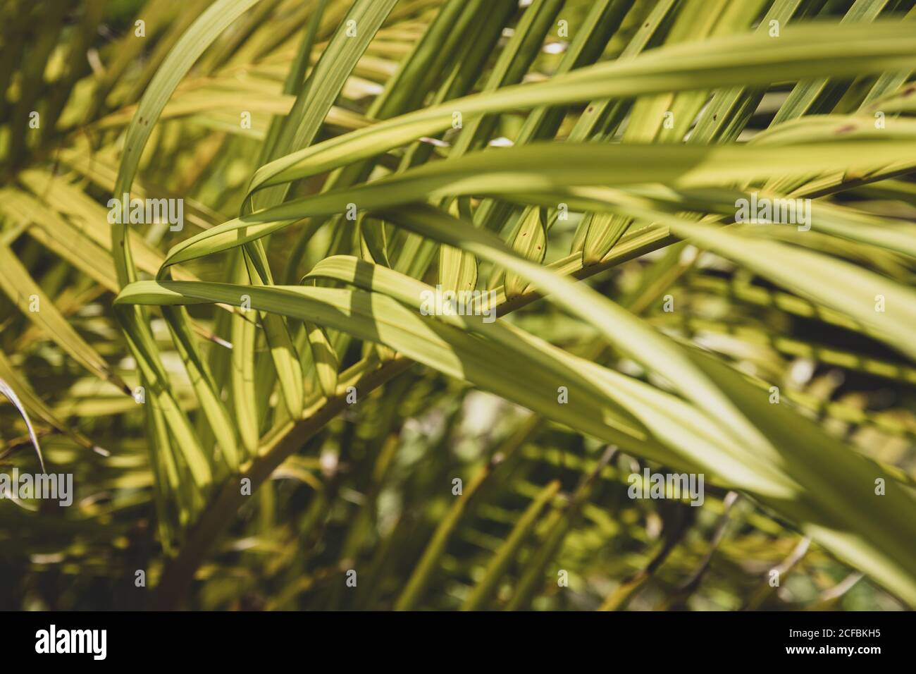Green leafy plants growing outside Stock Photo - Alamy