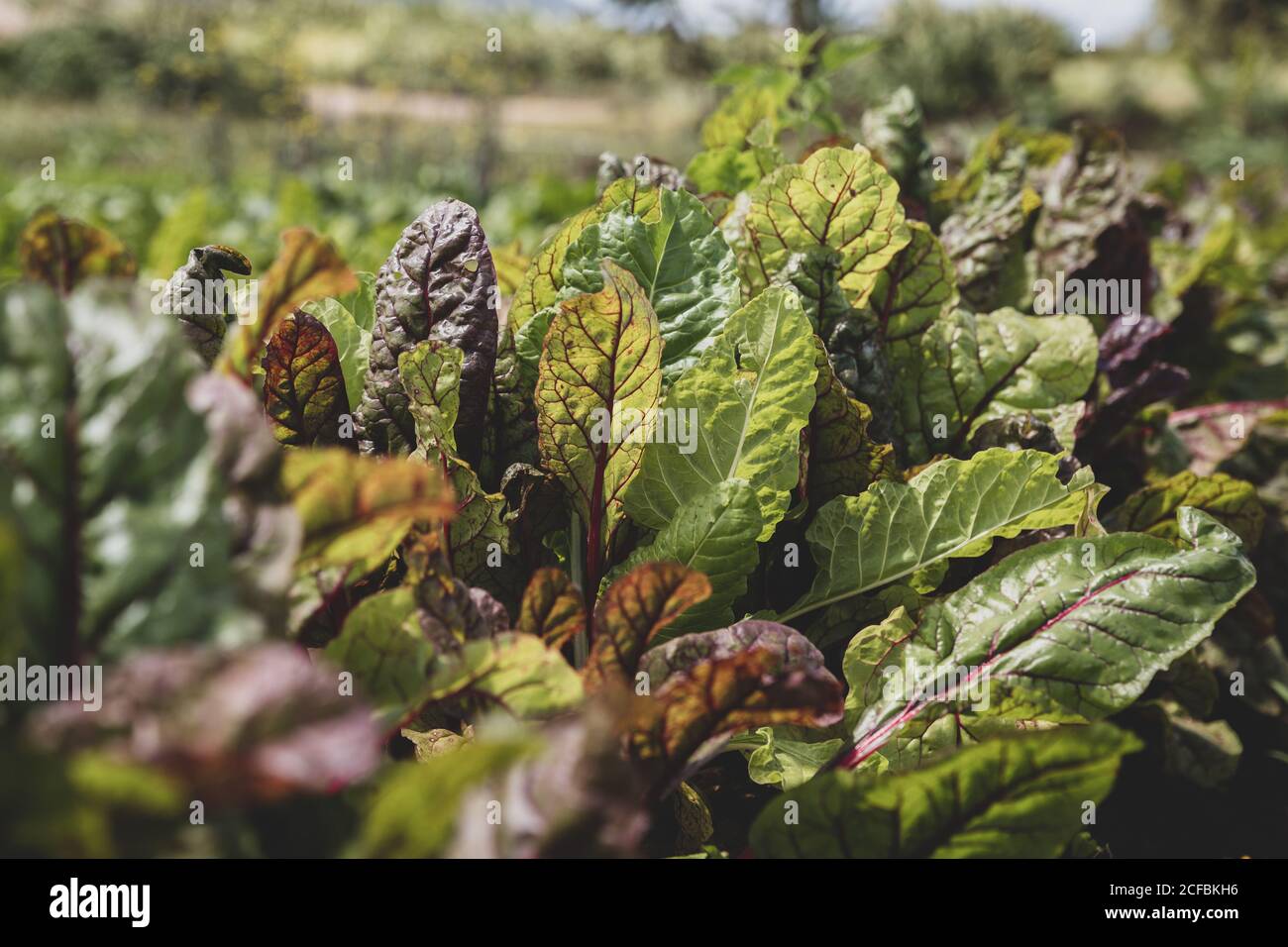 Green leafy vegetables hi-res stock photography and images - Alamy