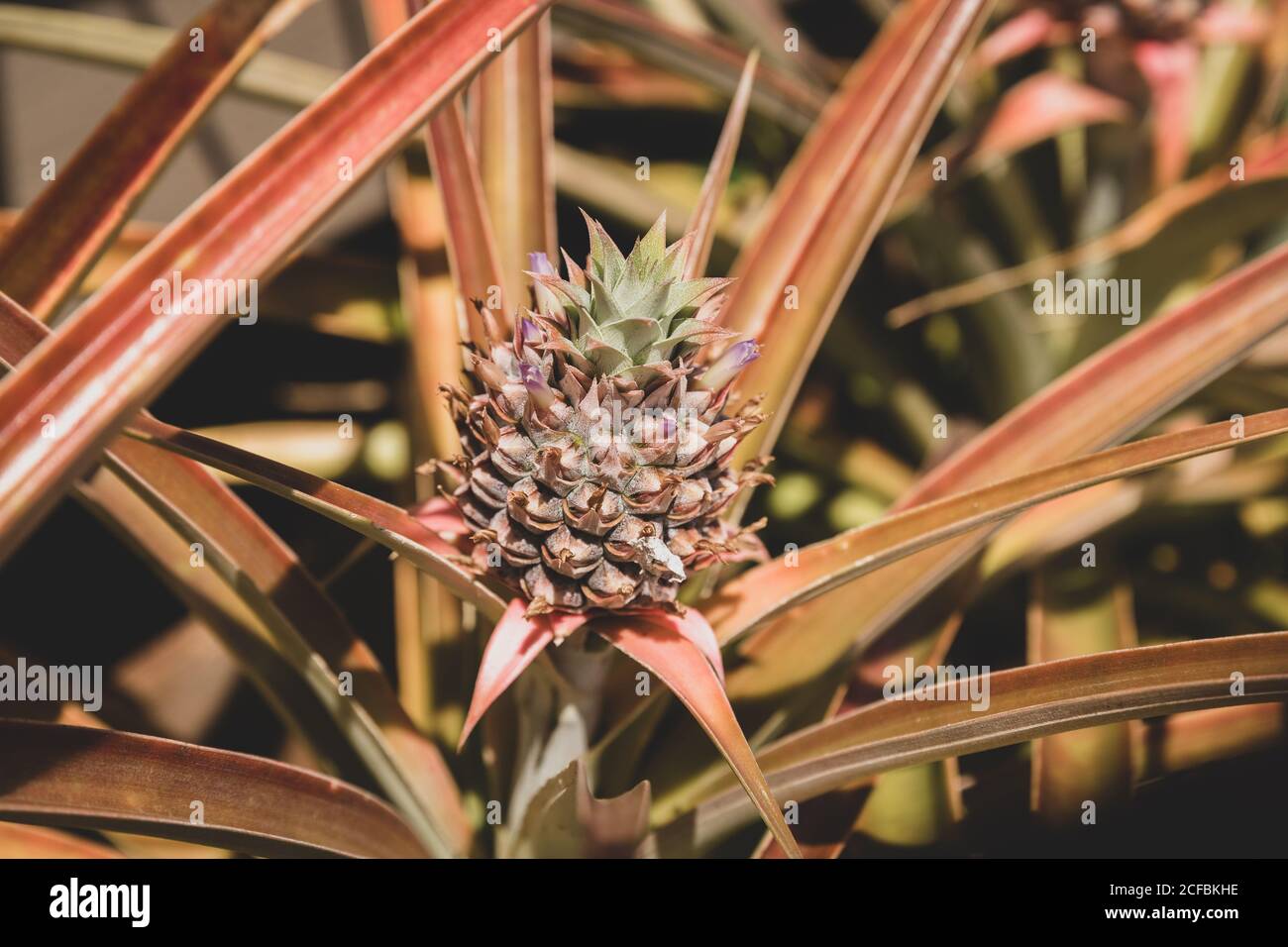 Pineapple bush hi-res stock photography and images - Alamy