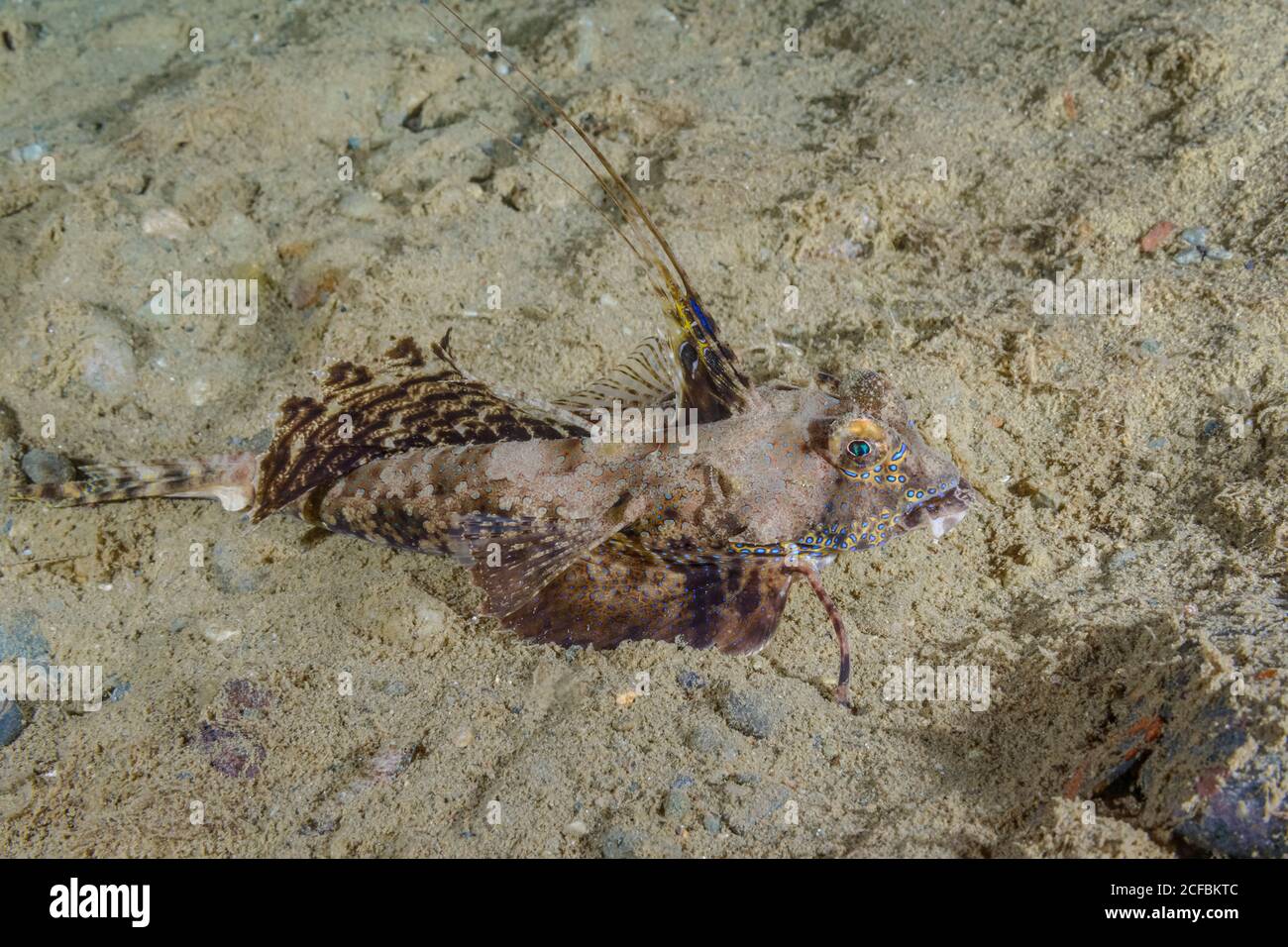 Fingered dragonet, Dactylopus dactylopus, Ambon, Indonesia, Banda Sea ...
