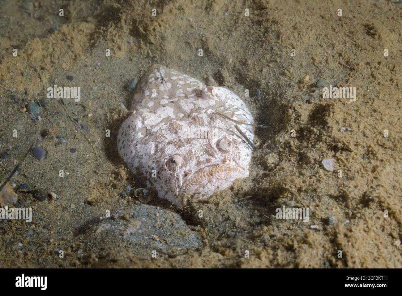 Stargazer fish uranoscopus sp hi-res stock photography and images - Alamy