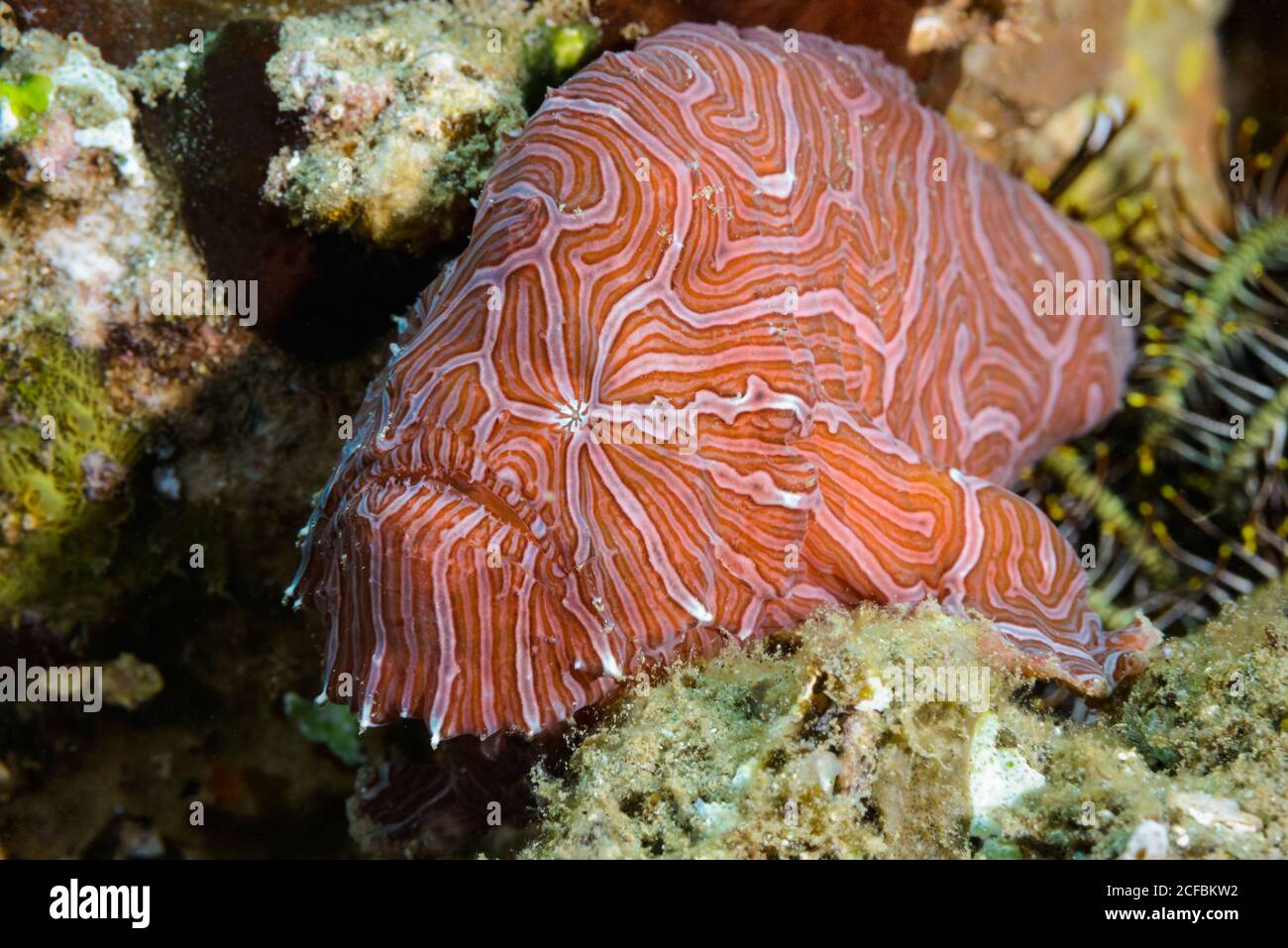 Psychedelic frogfish, Histiophryne psychedelica, Ambon, Indonesia ...
