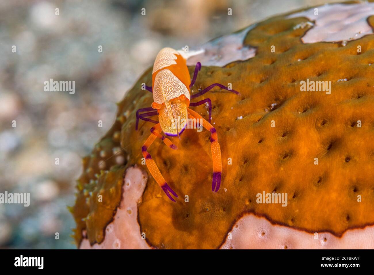 Emperor Shrimp, Periclimenes imperator, on a sea cucumber, Ambon ...