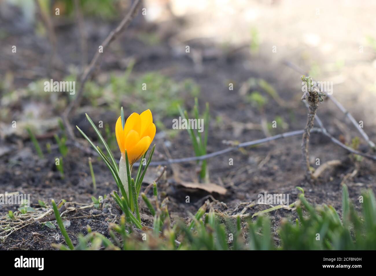 First plant on earth hi-res stock photography and images - Alamy