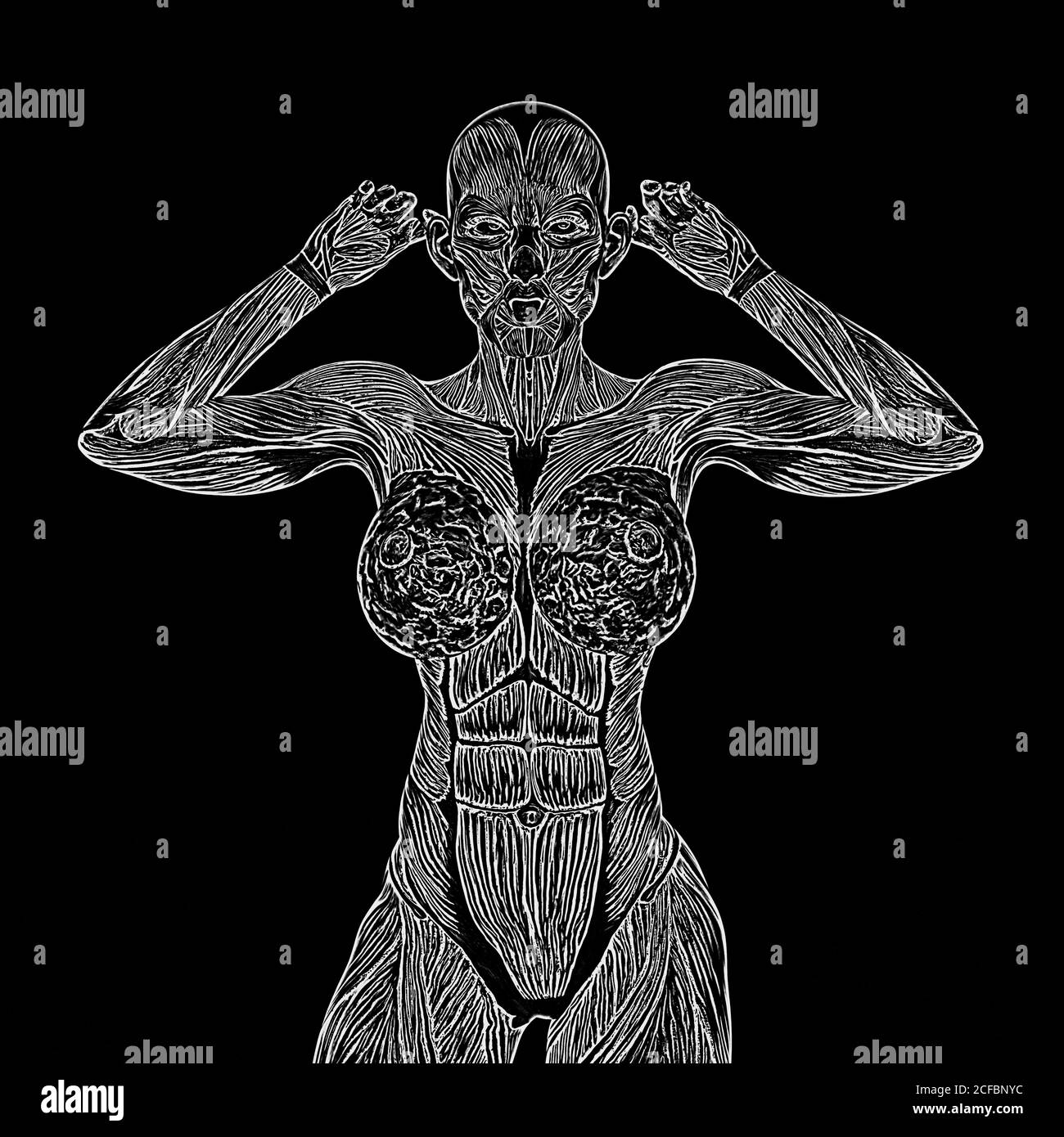 Muscle map bodybuilder hi-res stock photography and images - Alamy