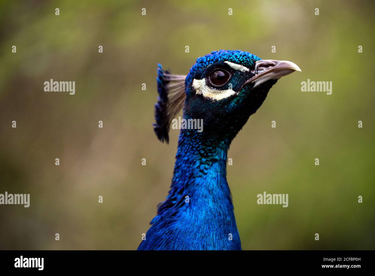 Peacocks head hi-res stock photography and images - Alamy