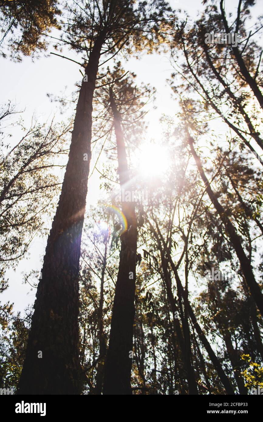 tree trunks in the forest with in strong sunlight behind Stock Photo ...