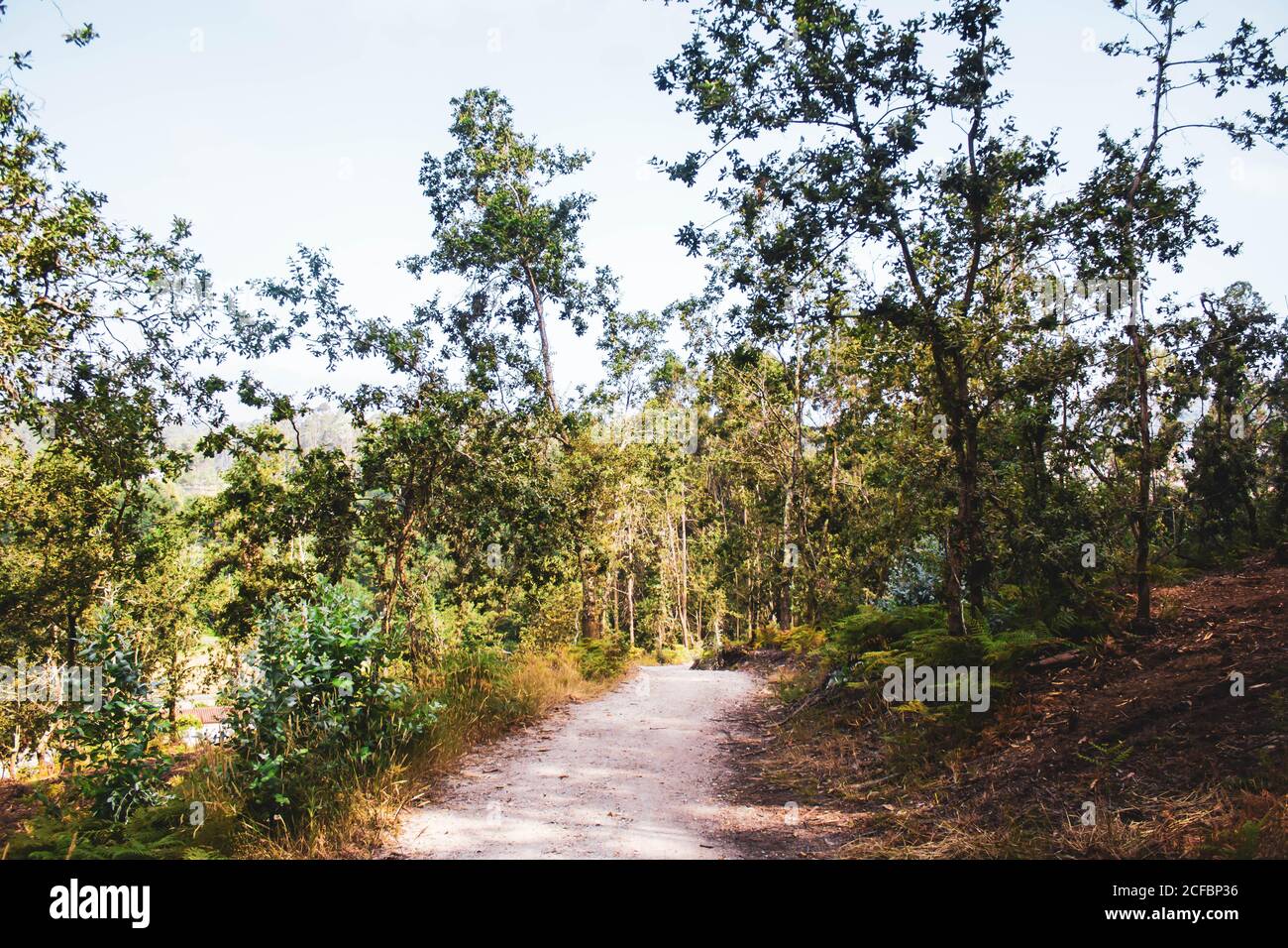 stone path surrounded by deep green trees Stock Photo - Alamy