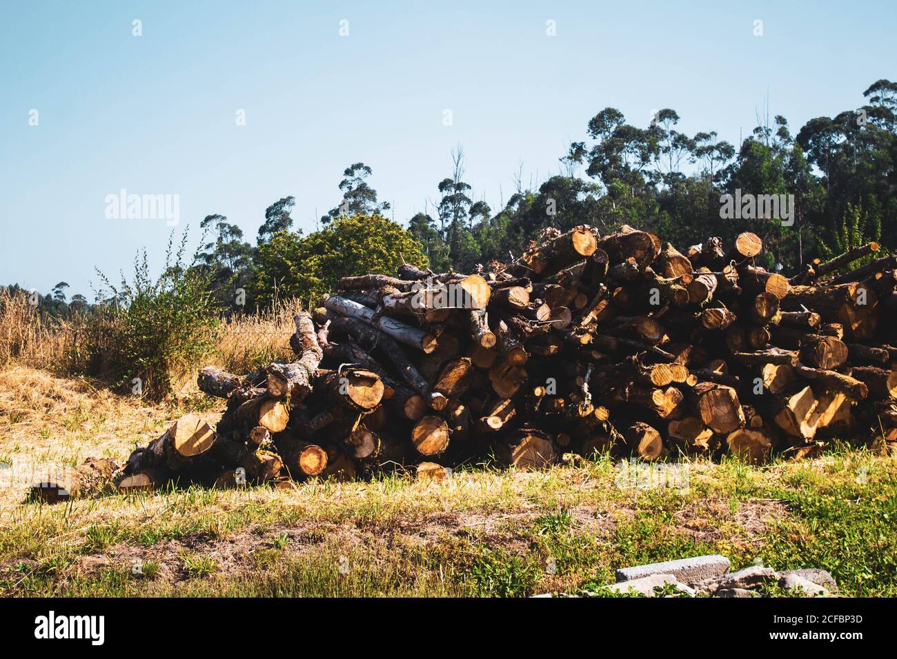 mountain of cut tree trunks in the middle of the field Stock Photo - Alamy