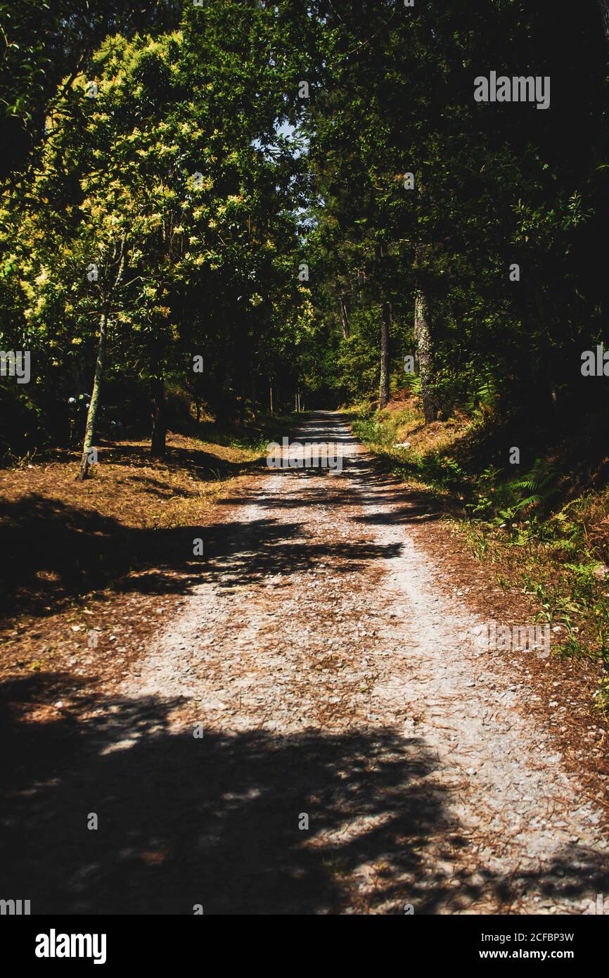 path surrounded by tall trees making shadows of branches Stock Photo ...