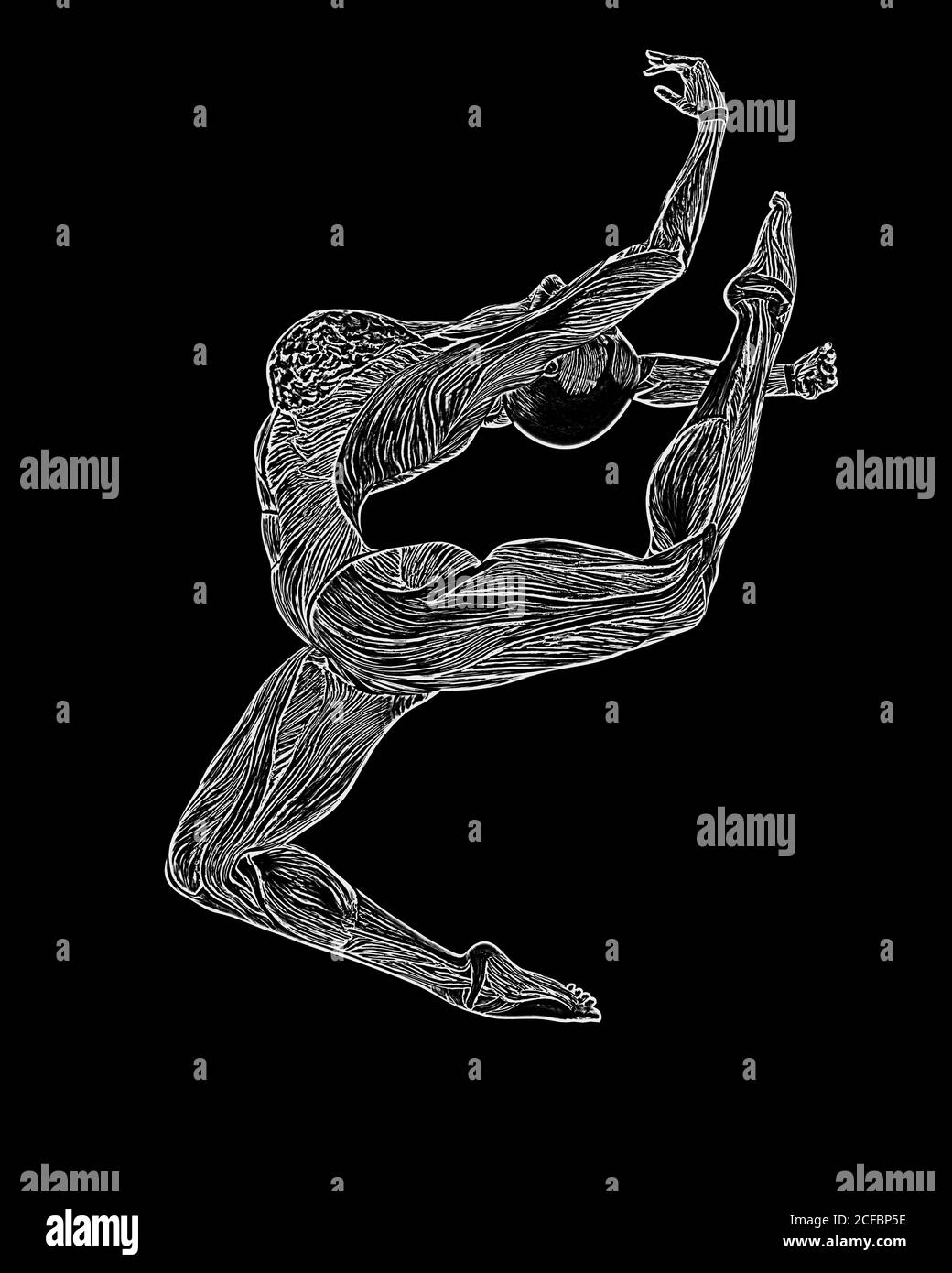 Muscle map bodybuilder hi-res stock photography and images - Alamy