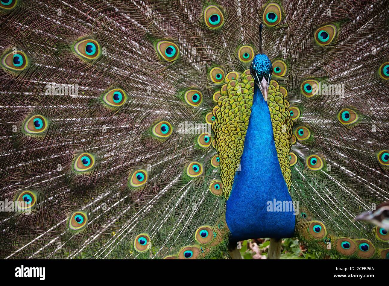 Peacocks head hi-res stock photography and images - Alamy