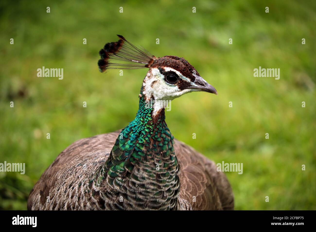 Peacock birds head hi-res stock photography and images - Alamy