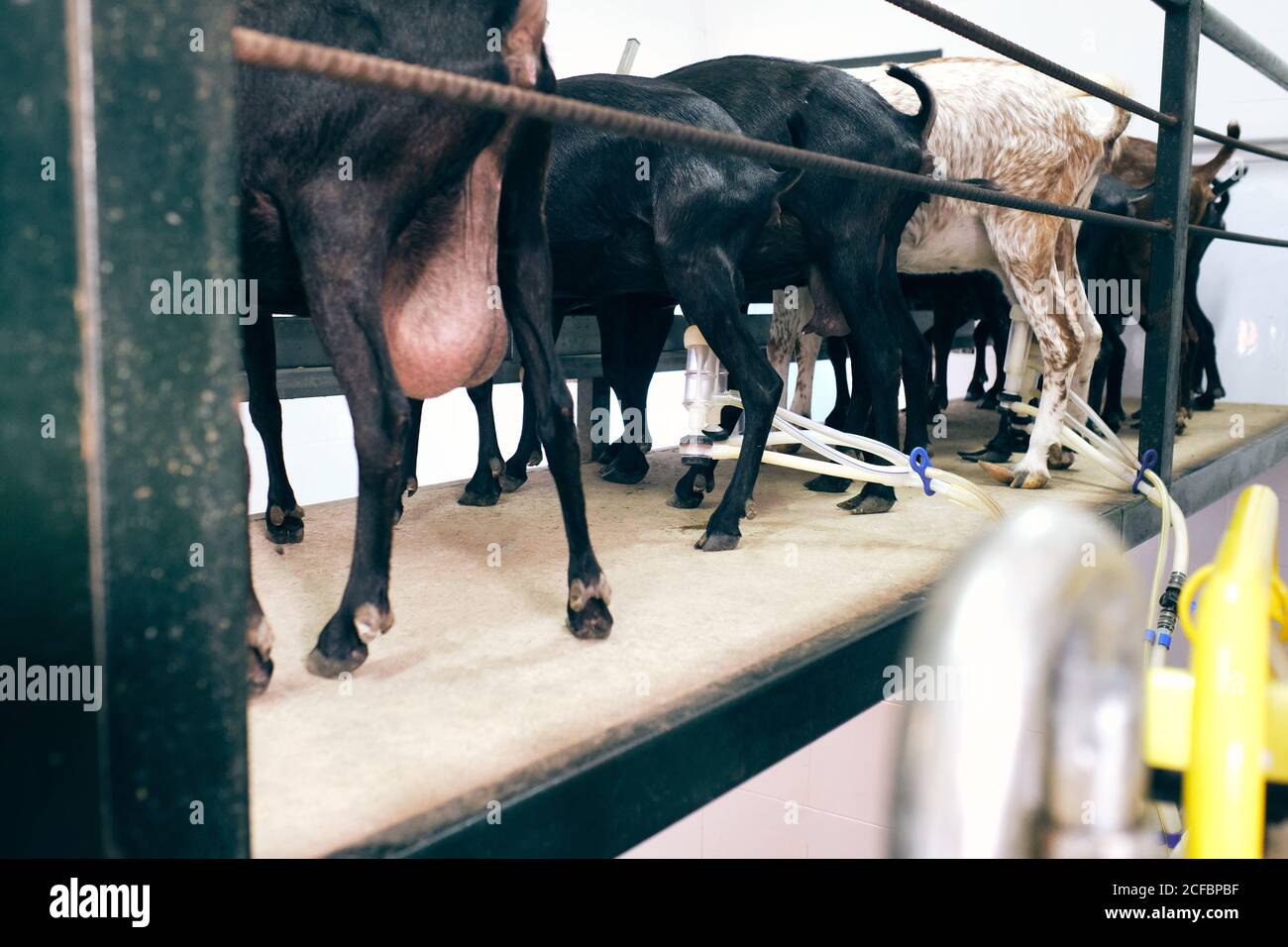 factory of milking goats to machine Stock Photo - Alamy