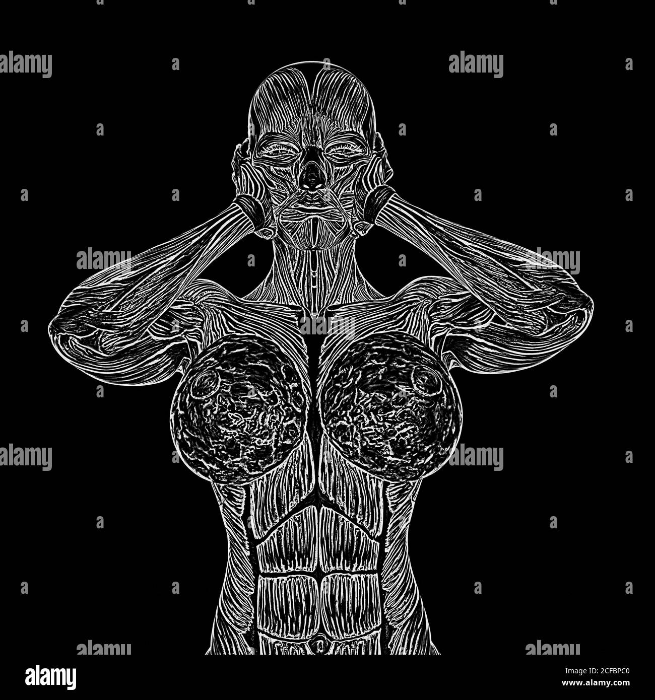 Muscle map bodybuilder hi-res stock photography and images - Alamy