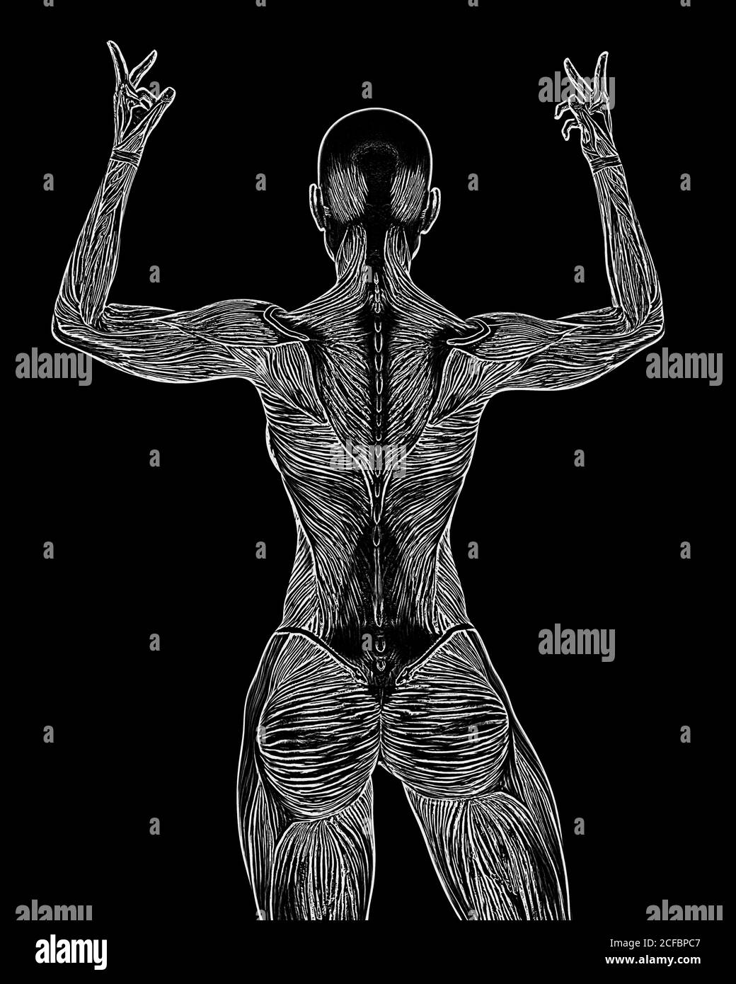 female bodybuilding in muscle maps is doing a bodybuilder pose rear view in white background ...