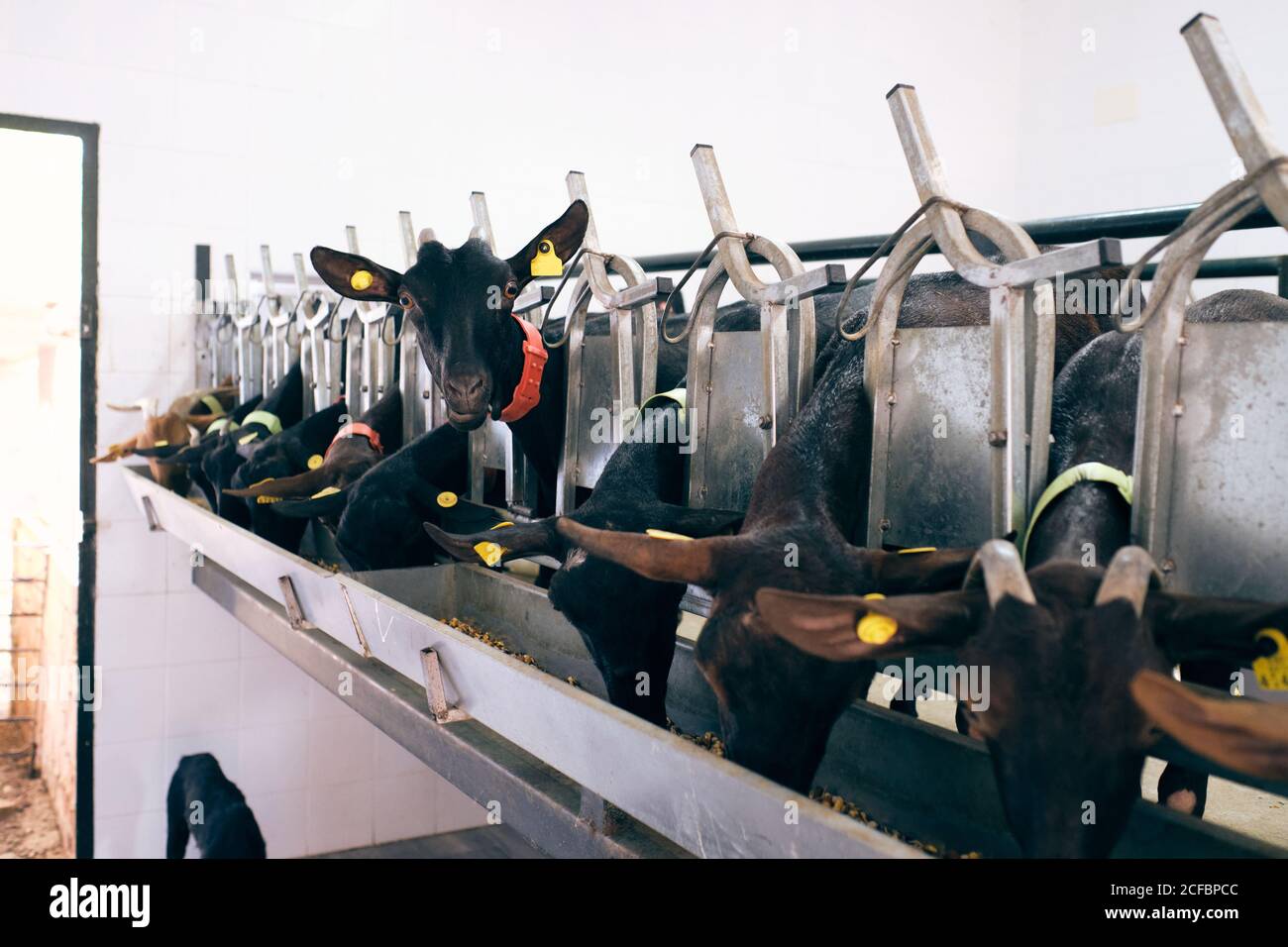 factory of milking goats to machine Stock Photo - Alamy