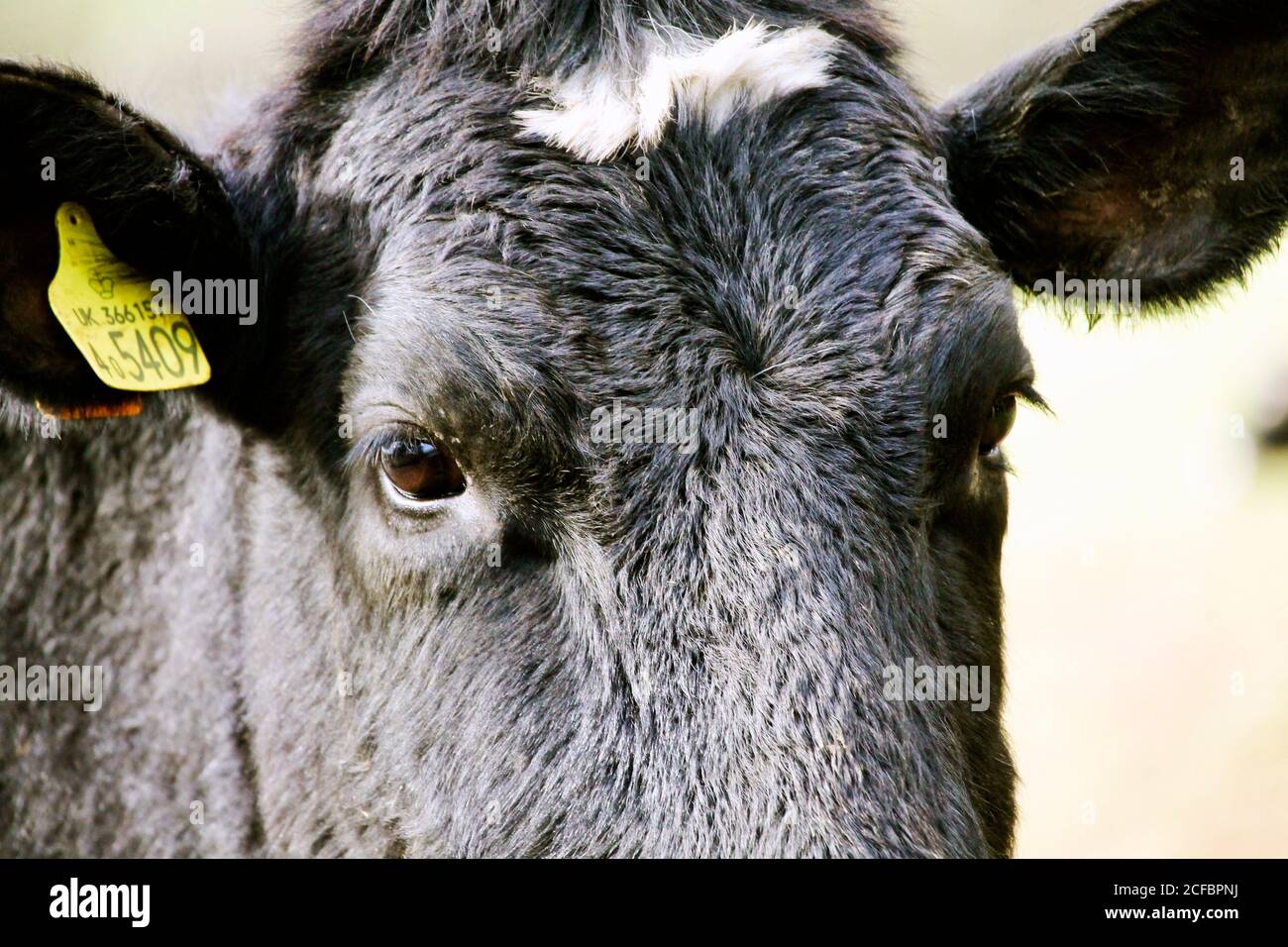 Cow face devon hi-res stock photography and images - Alamy