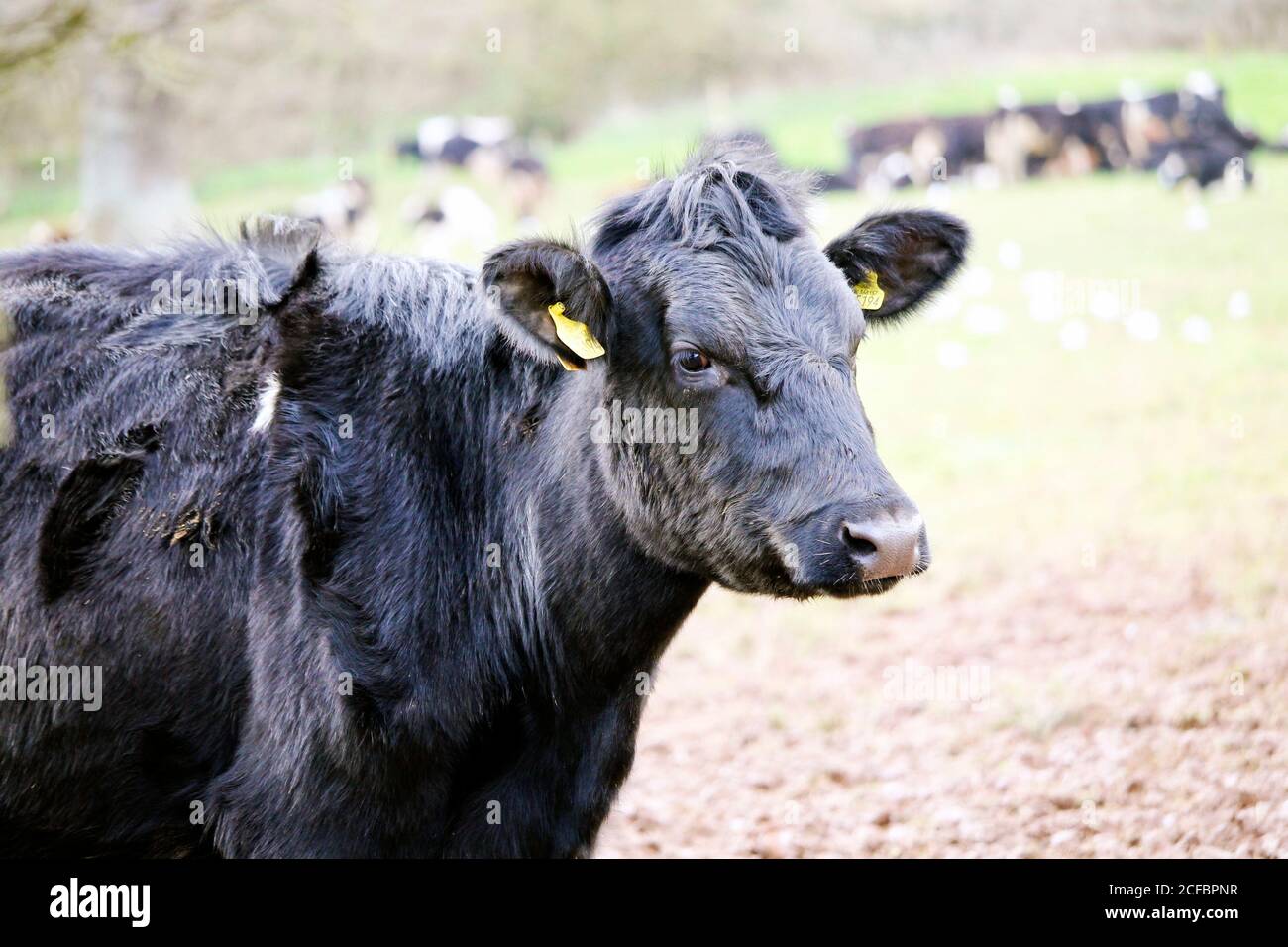 Cow face devon hi-res stock photography and images - Alamy