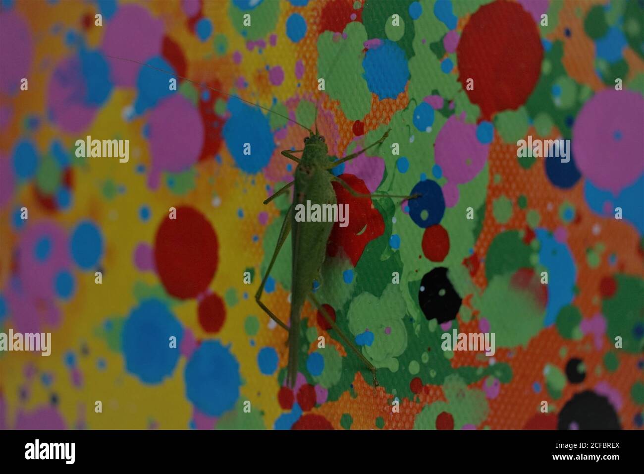 A green locust or a grasshopper creeping on a palette with colorful ...