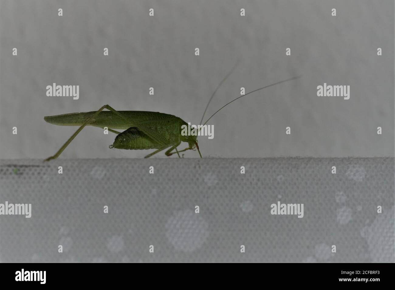 The forest has eyes painting hi-res stock photography and images - Alamy